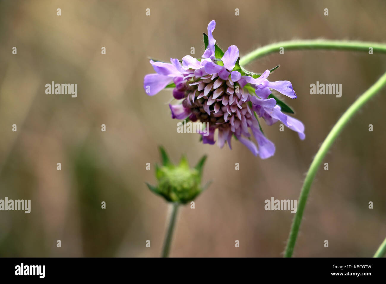 Pink wild flower drooping down by a new bud with bokeh background Stock ...