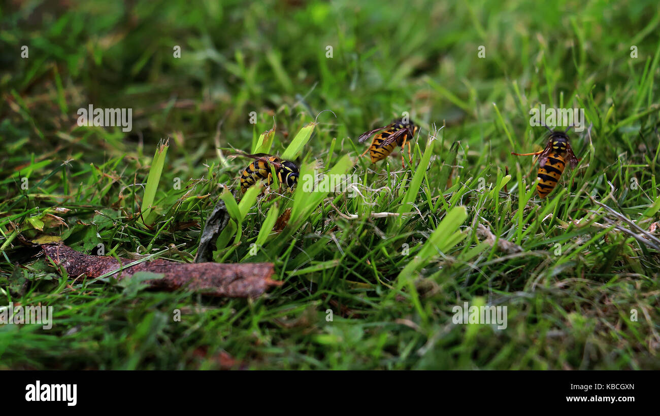Crawling in grass hi-res stock photography and images - Alamy