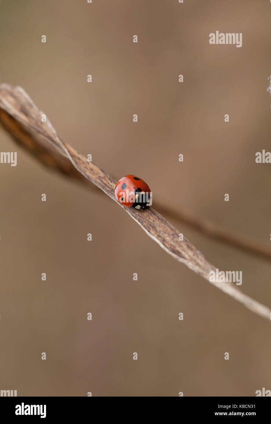 ladybug close up on dried grass with natural background Stock Photo - Alamy