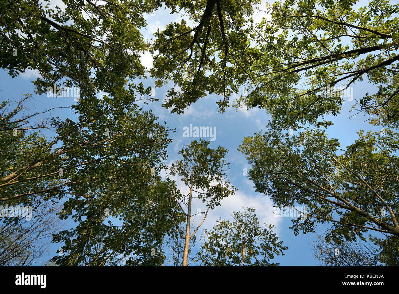 Beautiful view from bottom hi-res stock photography and images - Alamy