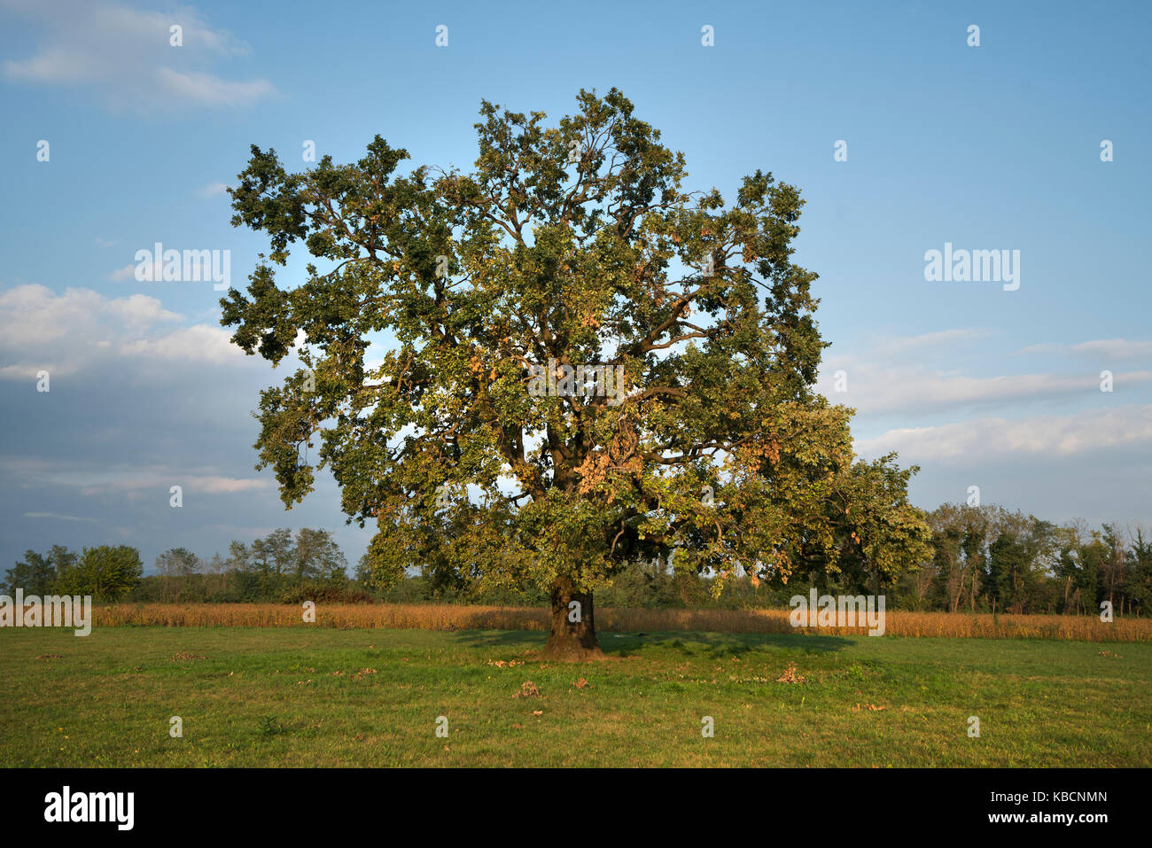 an oak with autumn colors Stock Photo - Alamy
