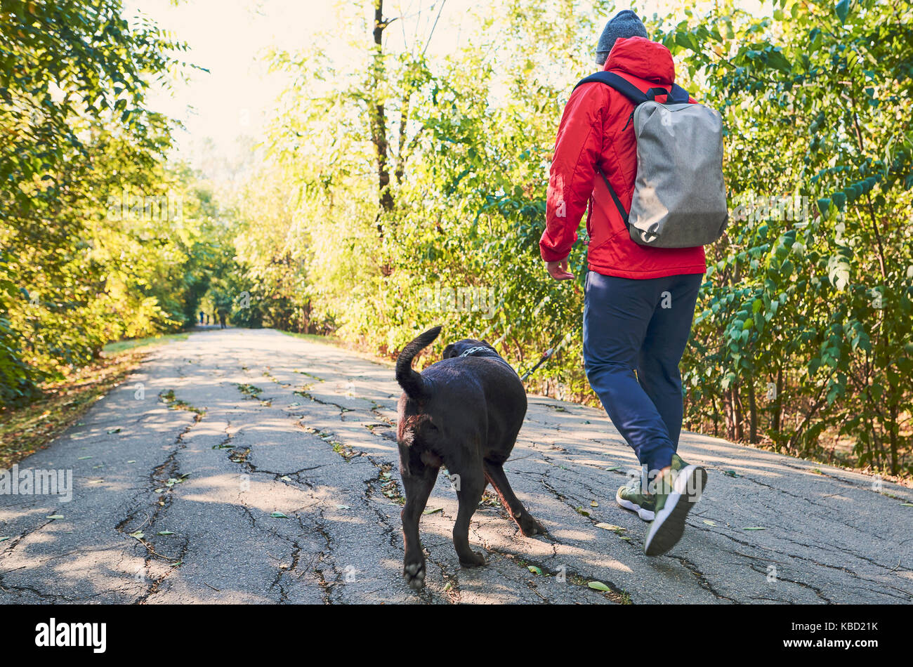 walking the dog in the Park Stock Photo - Alamy