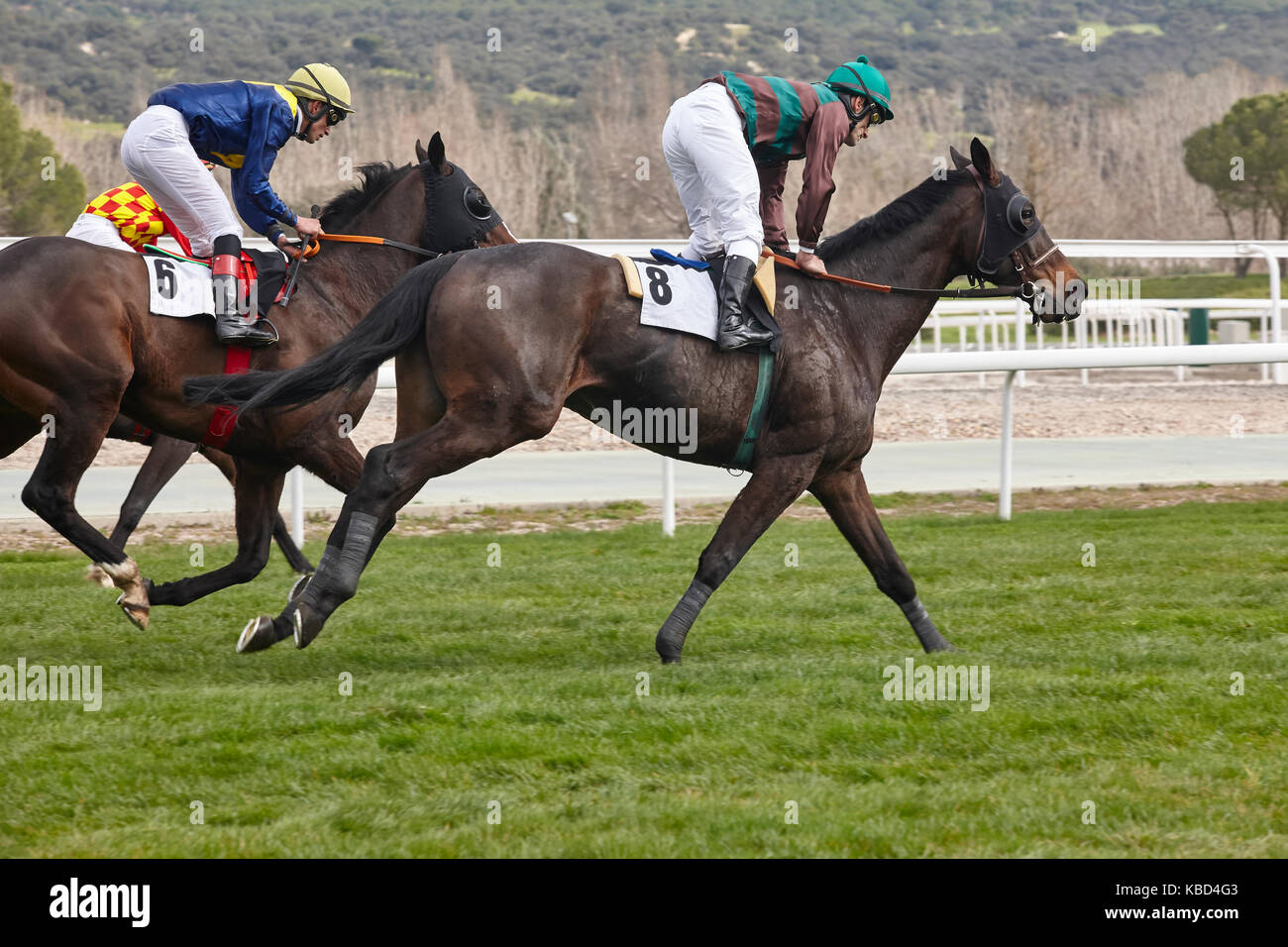 Horse race training. Competition sport. Hippodrome. Speed background ...