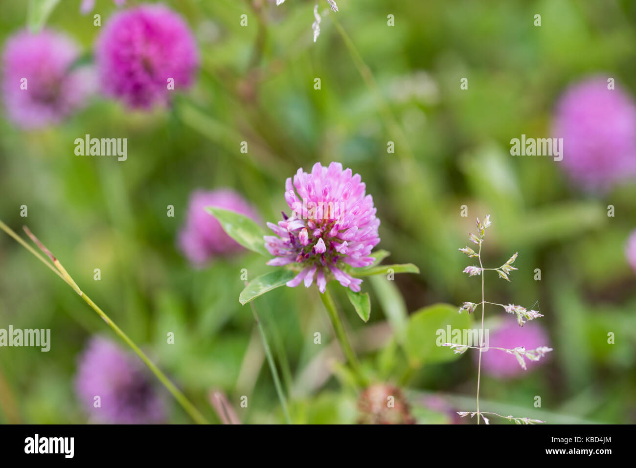 Flowers in the countryside Stock Photo - Alamy