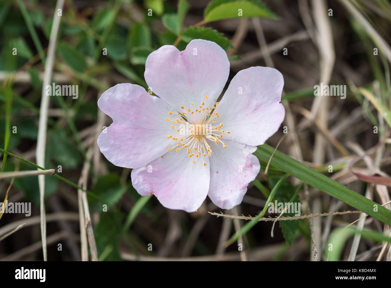 Flowers in the countryside Stock Photo - Alamy