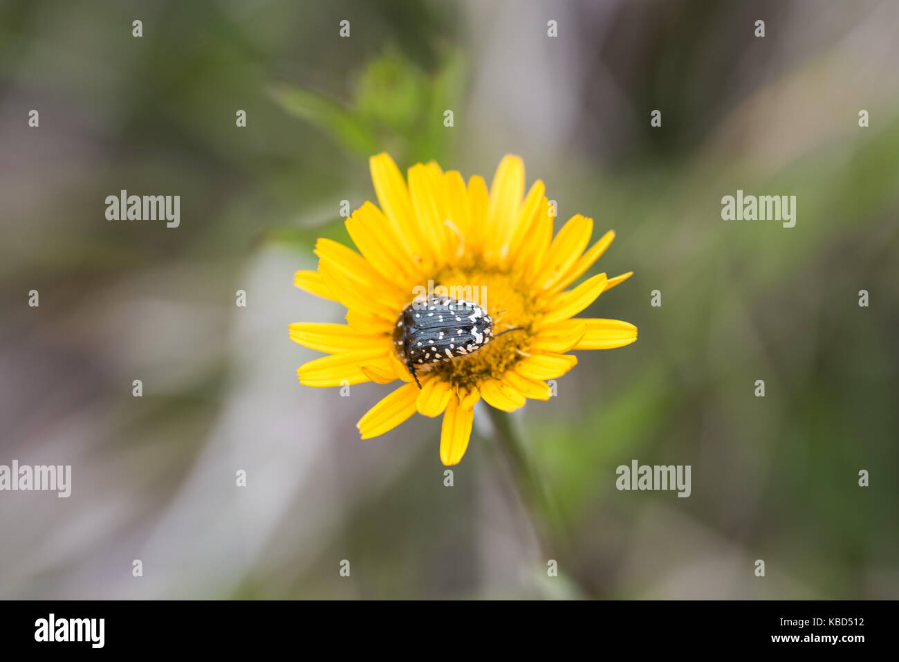 Flowers in the countryside Stock Photo - Alamy