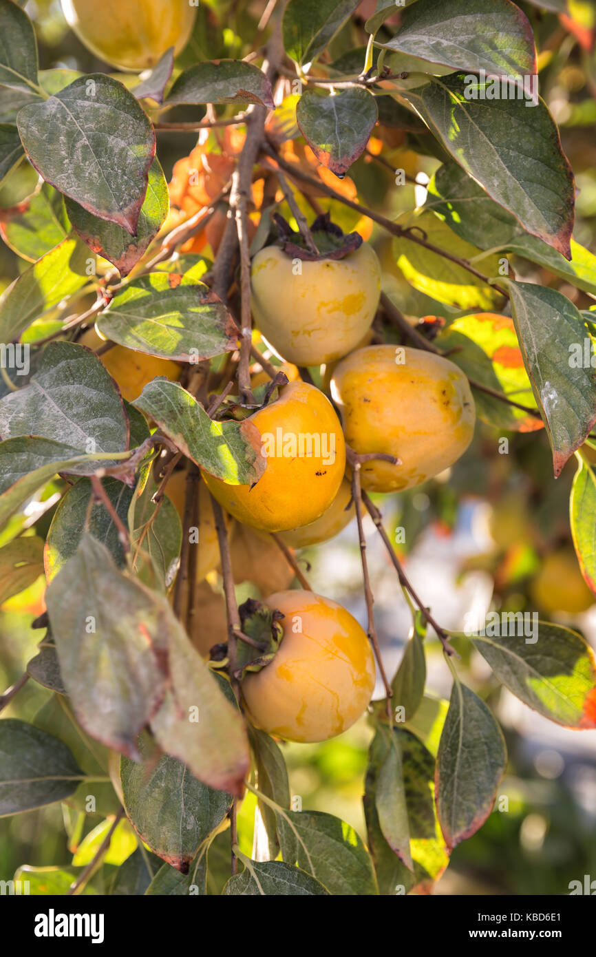 Ripe persimmon fruit on the branches of a tree Stock Photo - Alamy