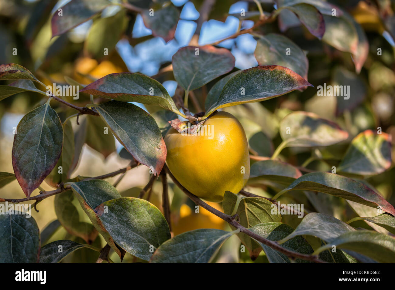 One ripe persimmon fruit on the branches of a tree Stock Photo - Alamy