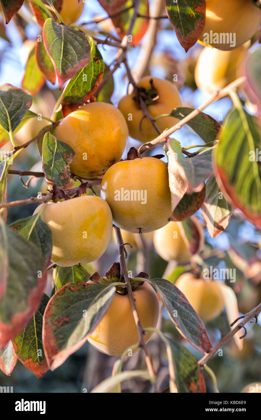 Ripe persimmon fruit on the branches of a tree Stock Photo - Alamy