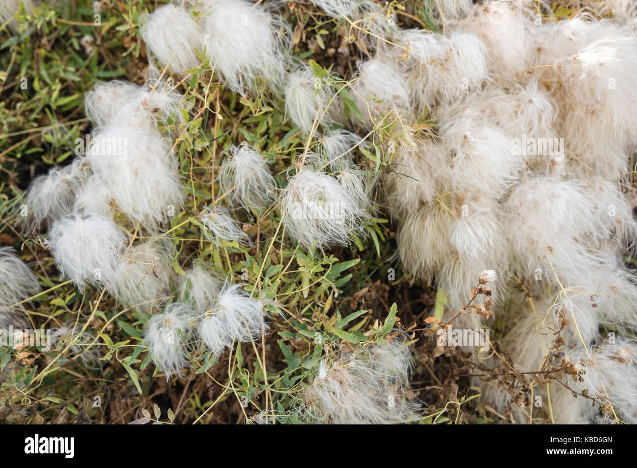 Fruits and seeds of wild clematis orientalis Stock Photo - Alamy