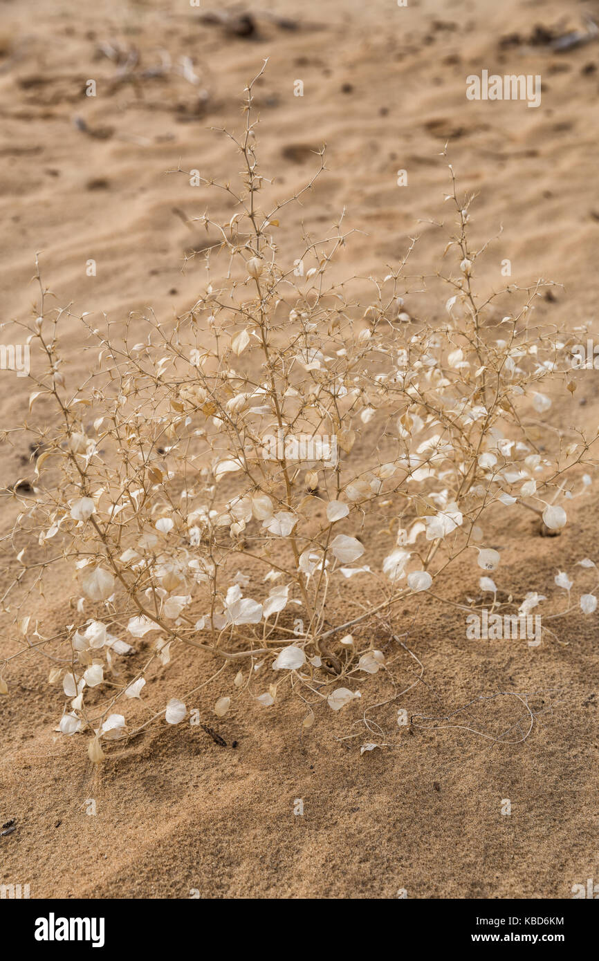 Beautiful autumn withered bush in the desert Kyzylkum Stock Photo - Alamy