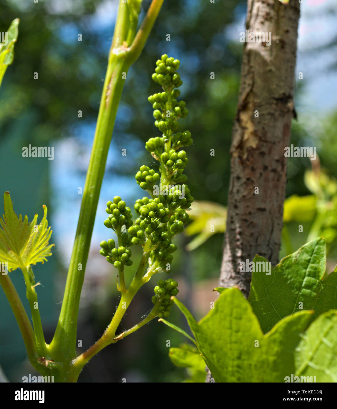 Small grapes growing on grapevine, close up Stock Photo - Alamy