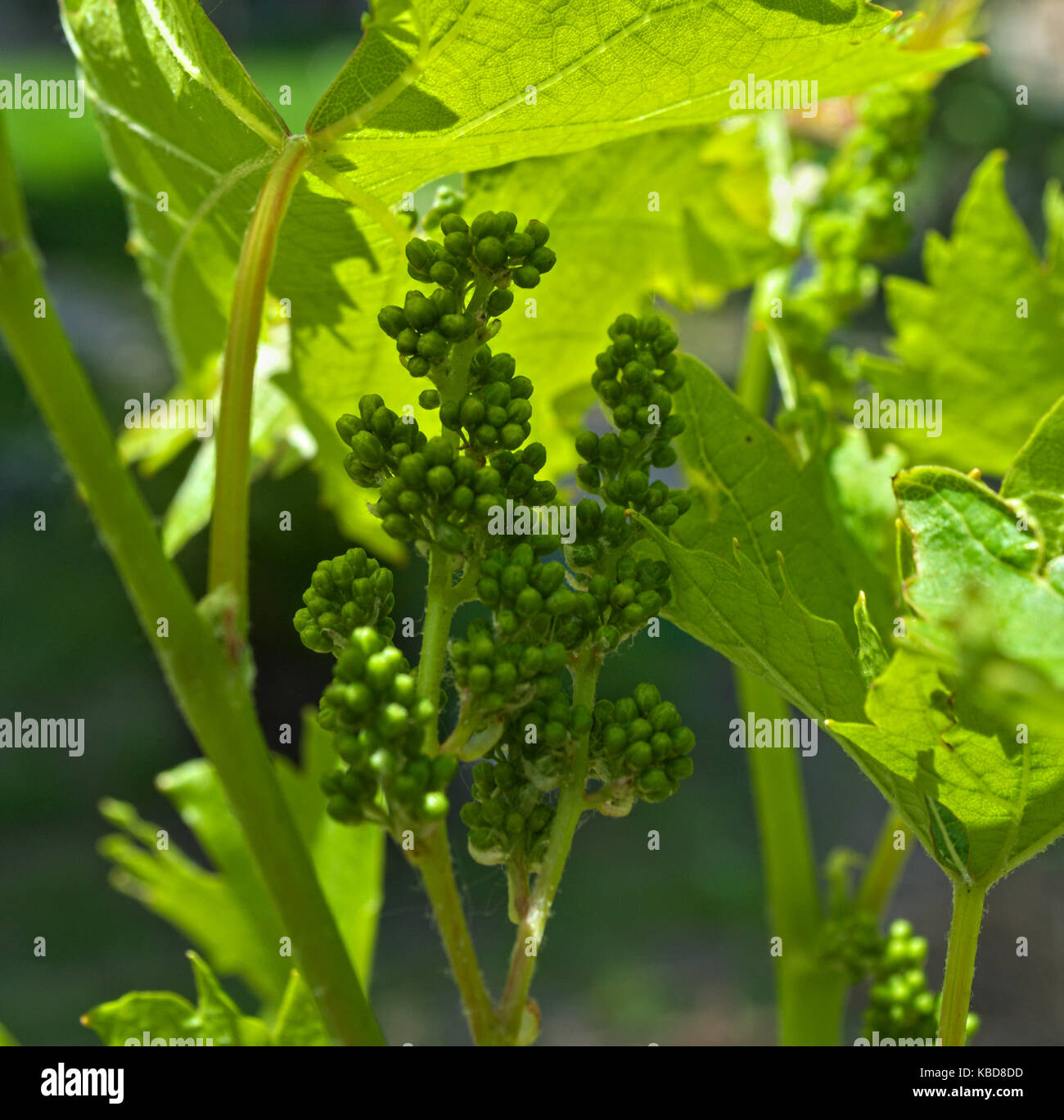 Small grapes growing on grapevine, close up Stock Photo - Alamy