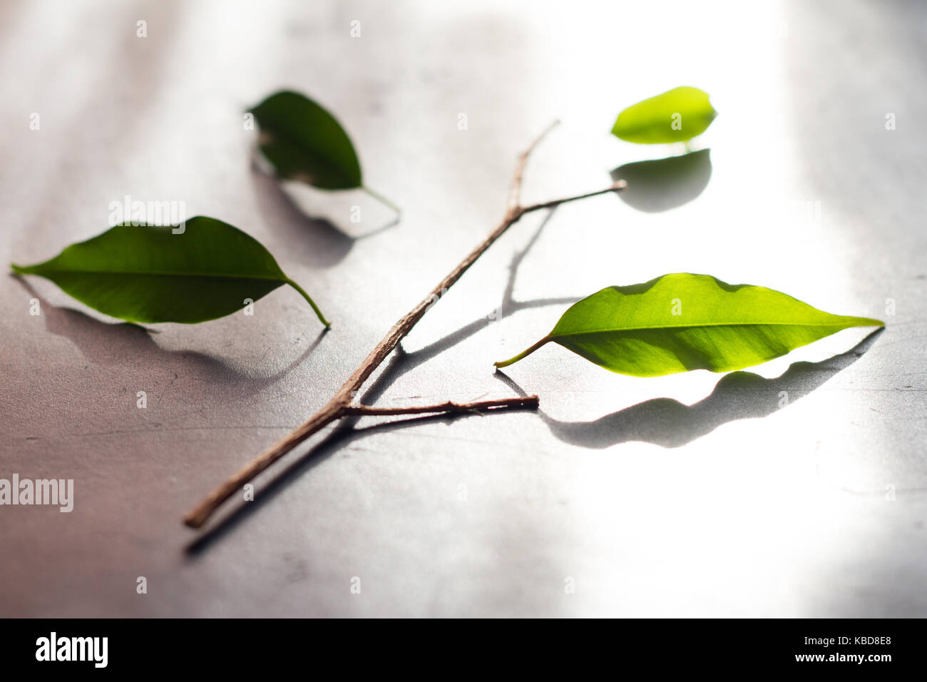 Business metaphor team start up concept with leaves Stock Photo - Alamy