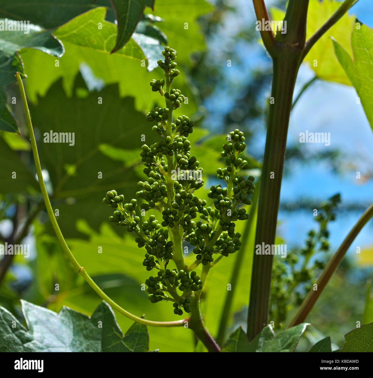 Small grapes growing on grapevine, close up Stock Photo - Alamy