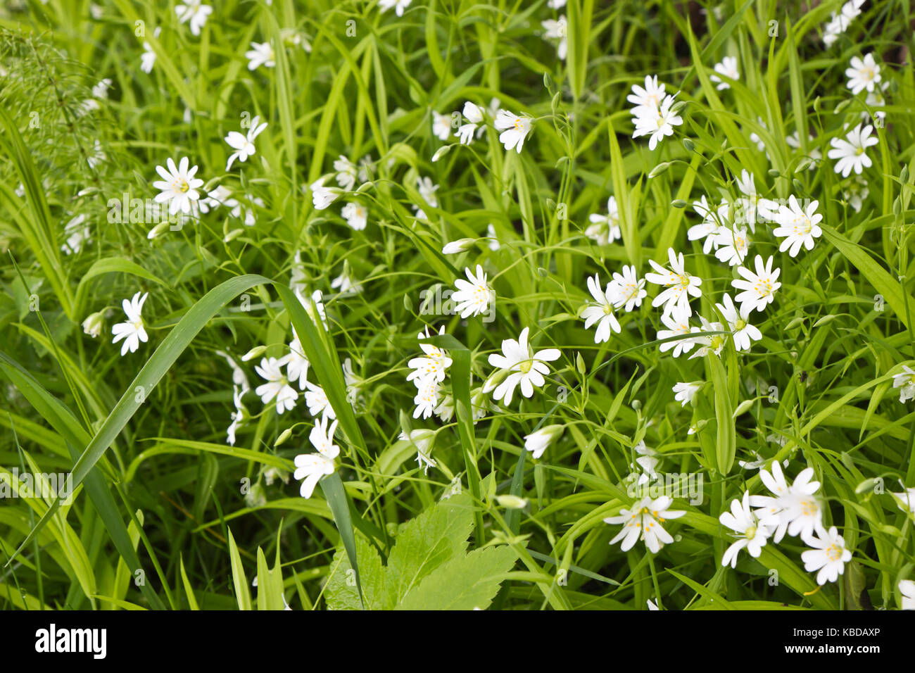 Charming white flowers hi-res stock photography and images - Alamy