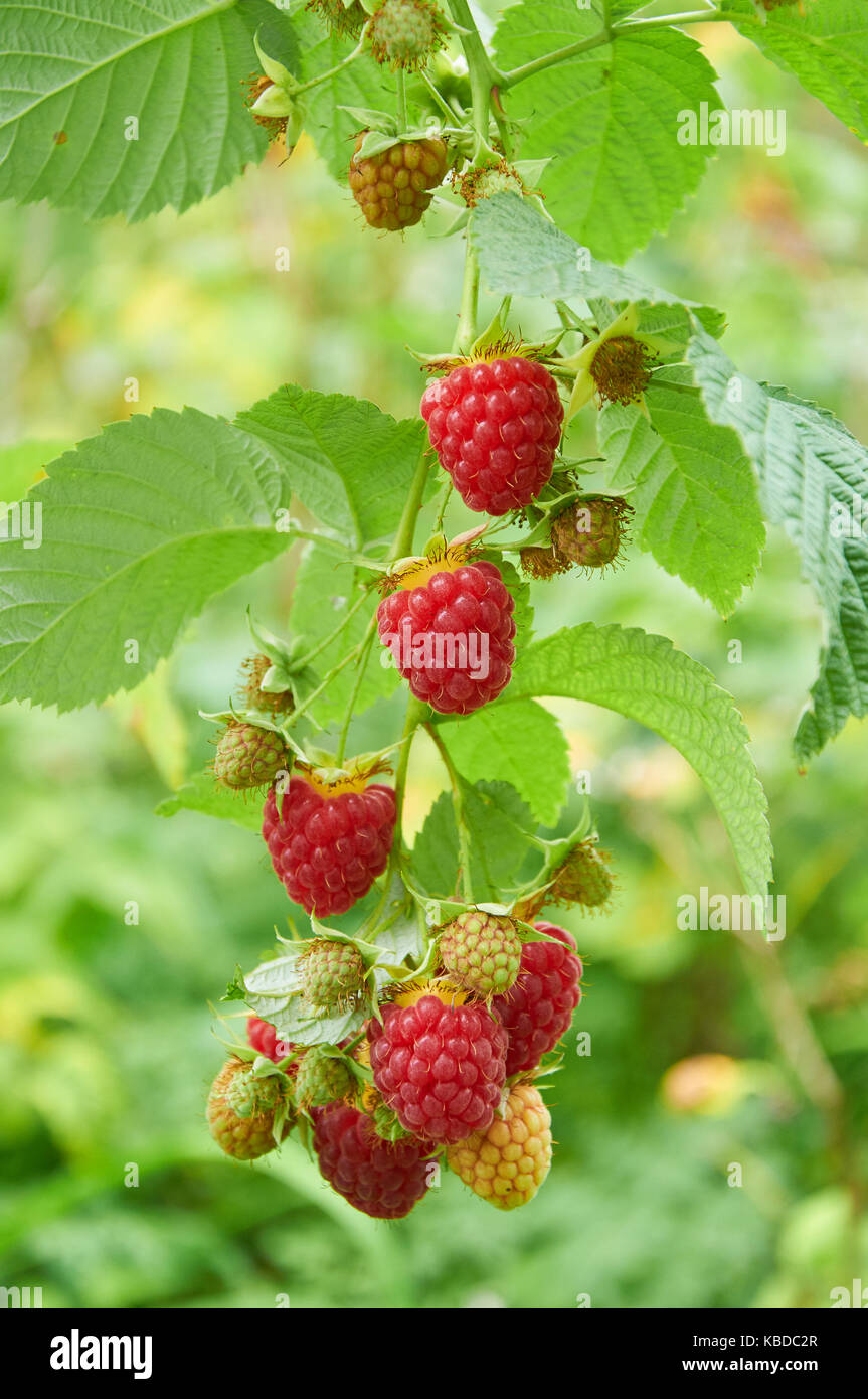 Branch of raspberry with red ripe and unripe berries Stock Photo - Alamy