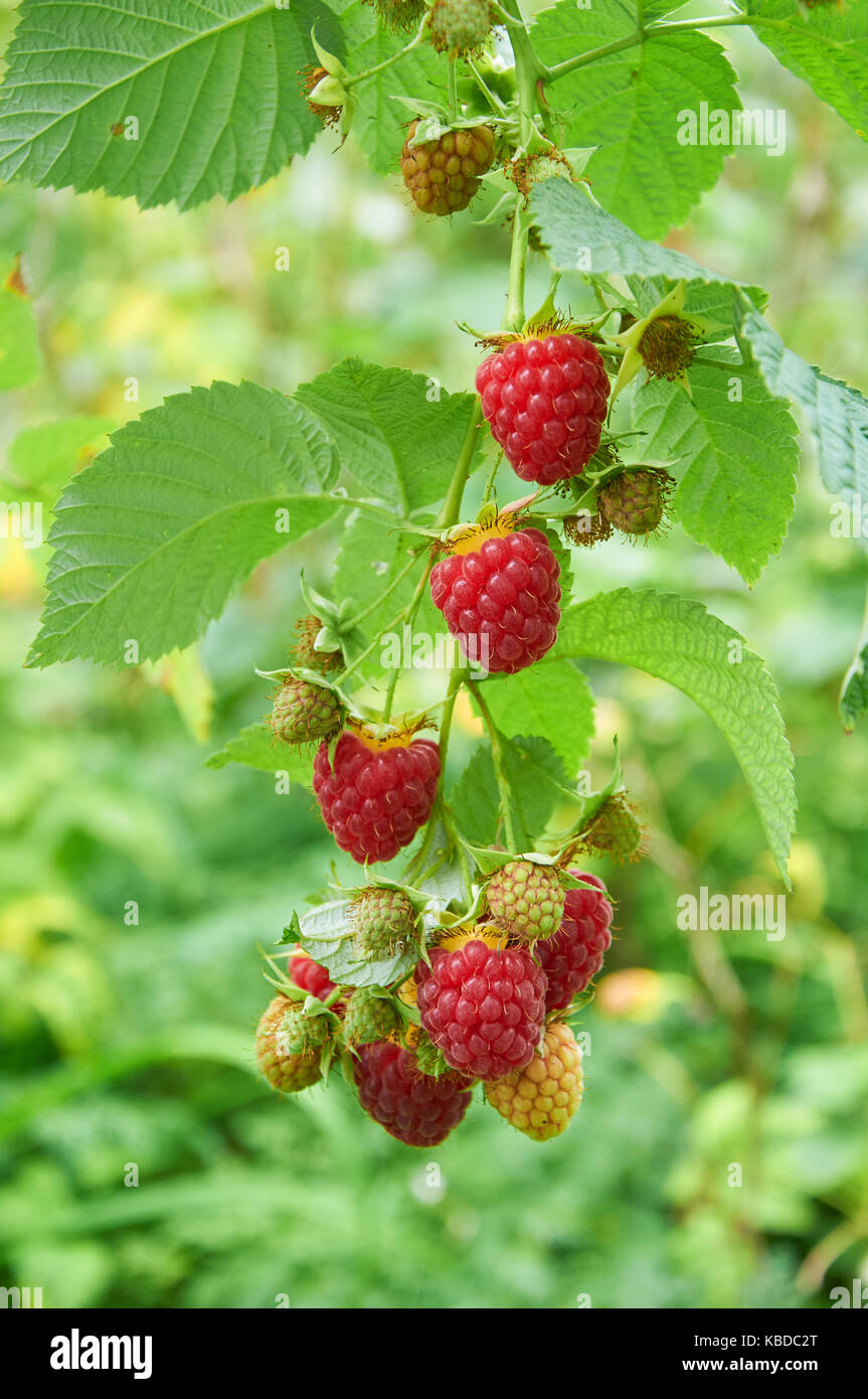 Branch of raspberry with red ripe and unripe berries Stock Photo - Alamy