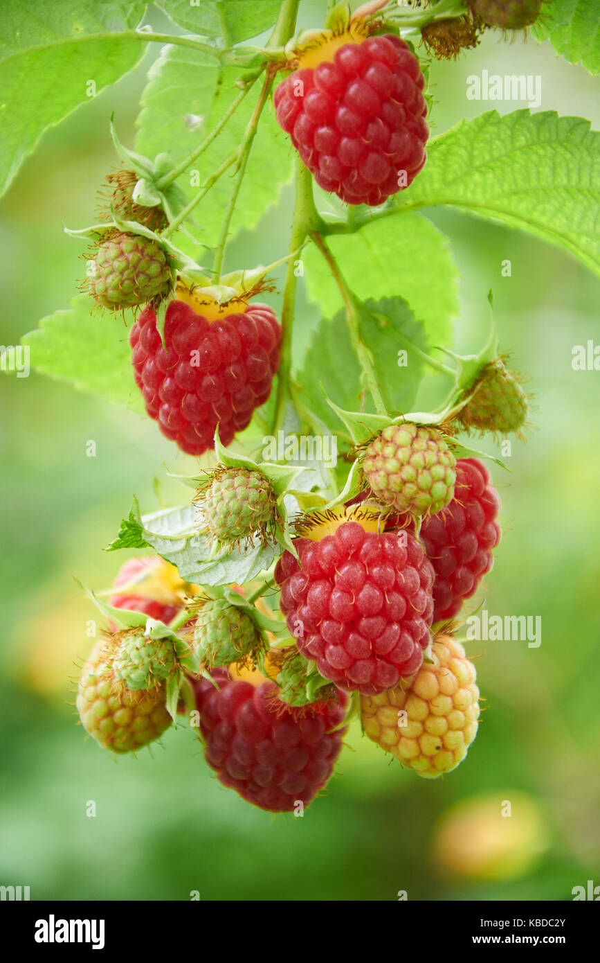 Branch of raspberry with red ripe and unripe berries Stock Photo - Alamy