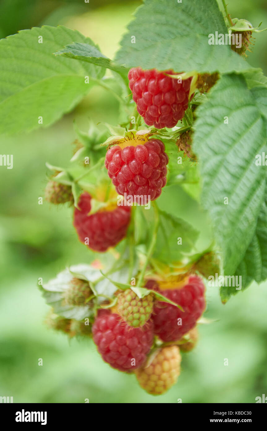 Branch of raspberry with red ripe and unripe berries Stock Photo - Alamy