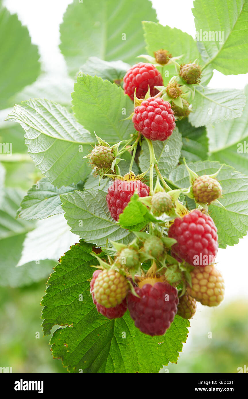 Branch of raspberry with red ripe and unripe berries Stock Photo - Alamy