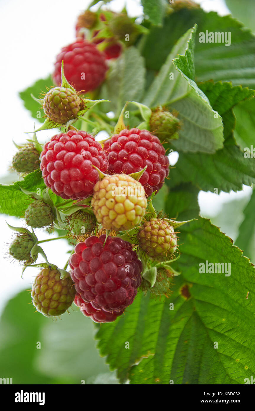 Grow ripe raspberries hi-res stock photography and images - Alamy