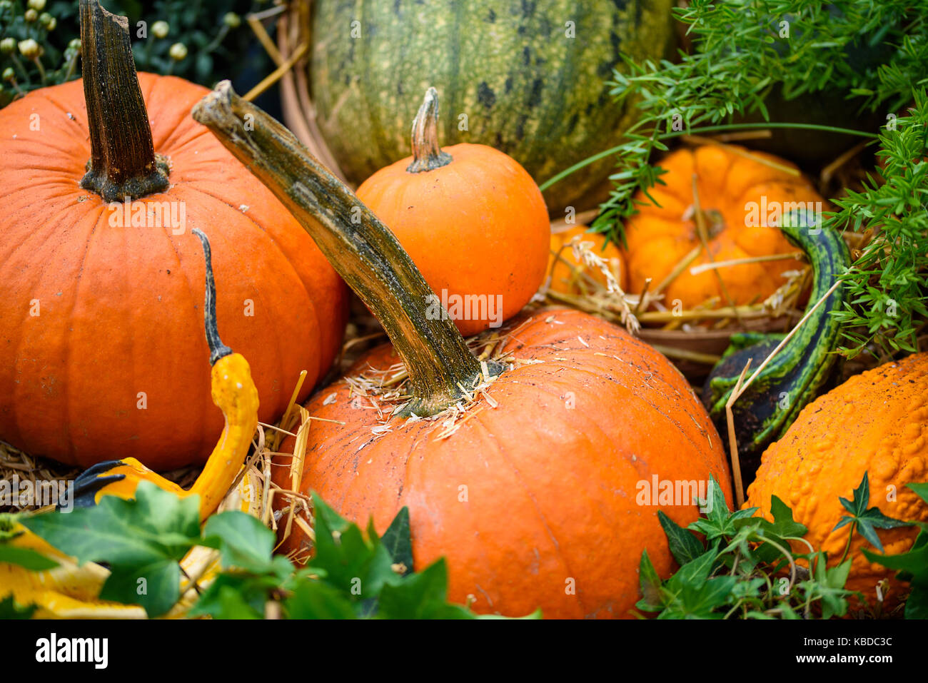 Pumpkins background, Thanksgiving theme, October theme, November theme ...