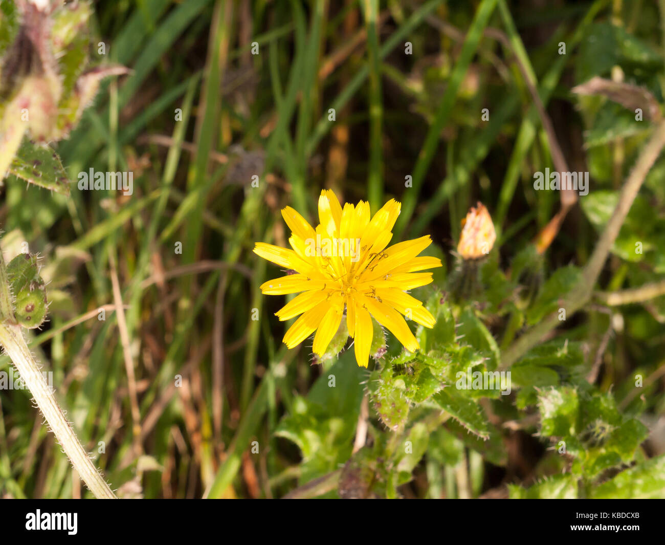 close up of beautiful yellow single petal flower head of chicory Stock ...