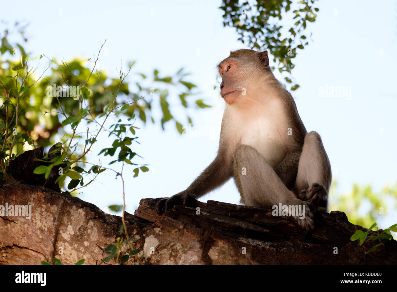 Monkey sitting on a tree happily in the tropical jungle of Thailand ...