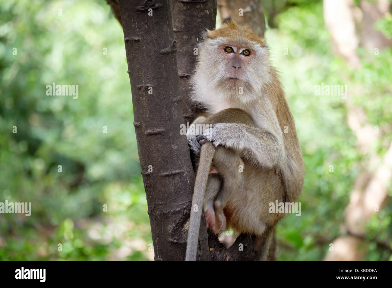 Monkey sitting on a tree happily in the tropical jungle of Thailand ...
