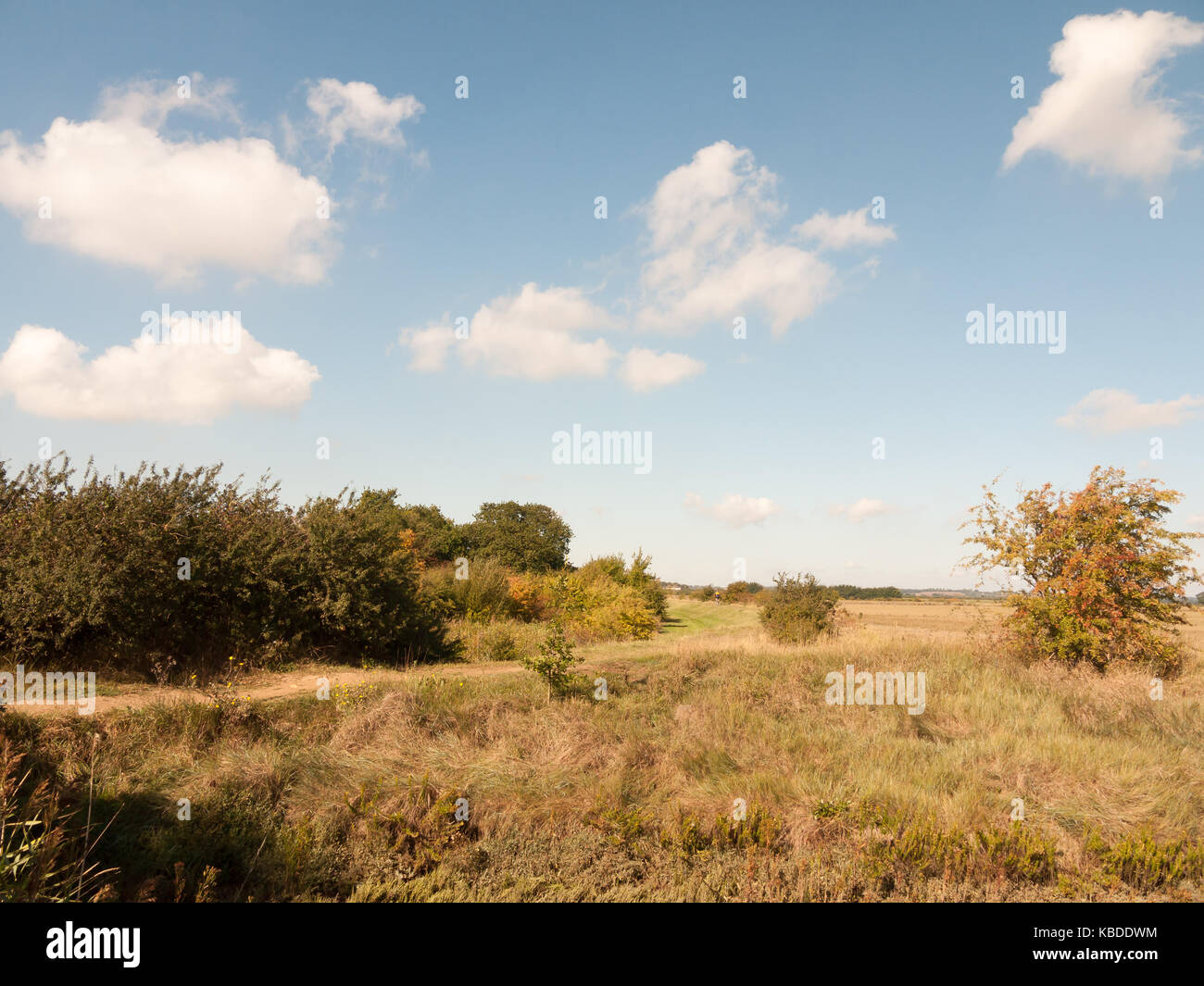 open marshland landscape scene with blue skies, clouds, and grass ...