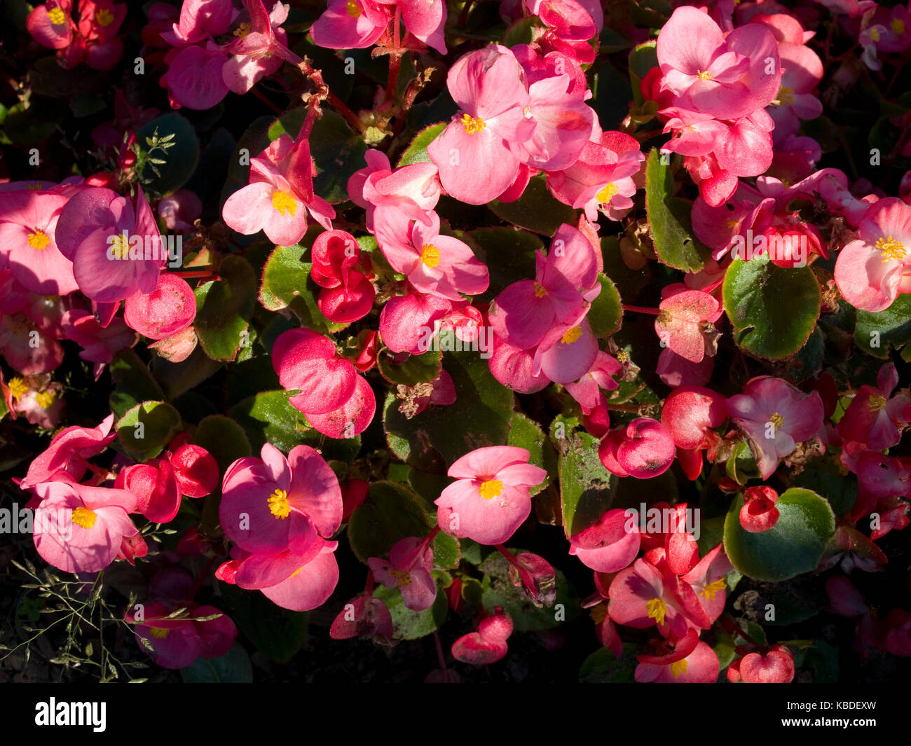 Flowering begonia in autumn Stock Photo - Alamy