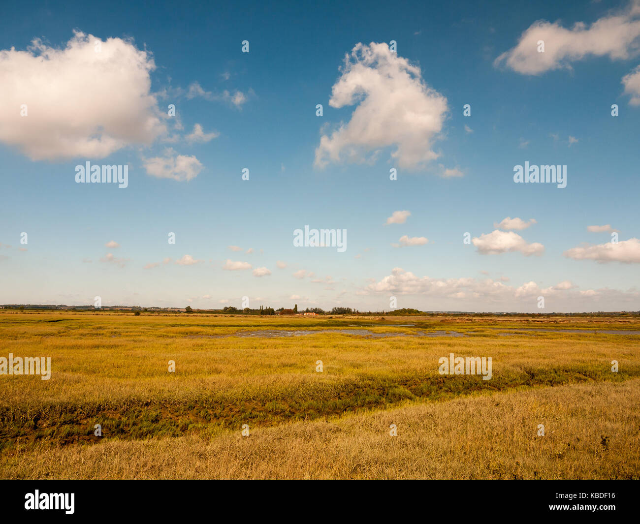 open marshland landscape scene with blue skies, clouds, and grass ...