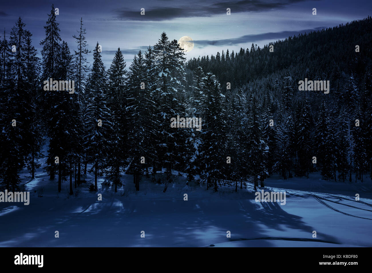 Forest night hi-res stock photography and images - Alamy