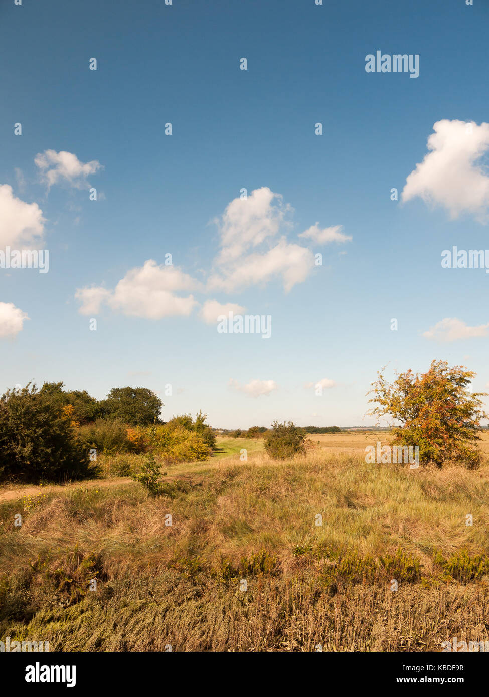 open marshland landscape scene with blue skies, clouds, and grass ...