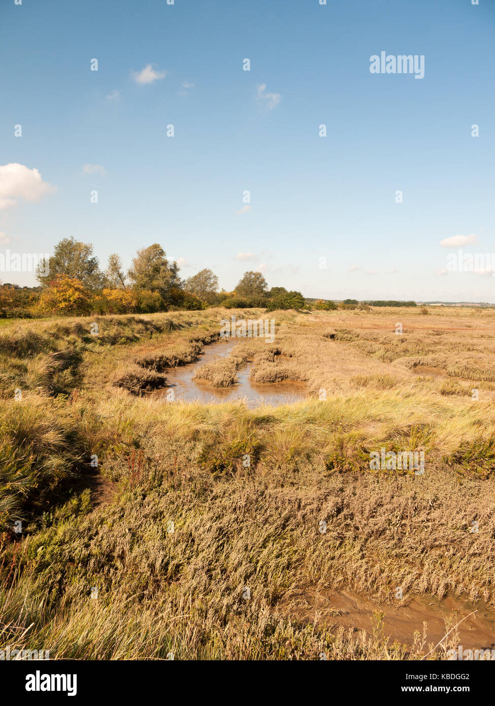 open marshland landscape scene with blue skies, clouds, and grass ...