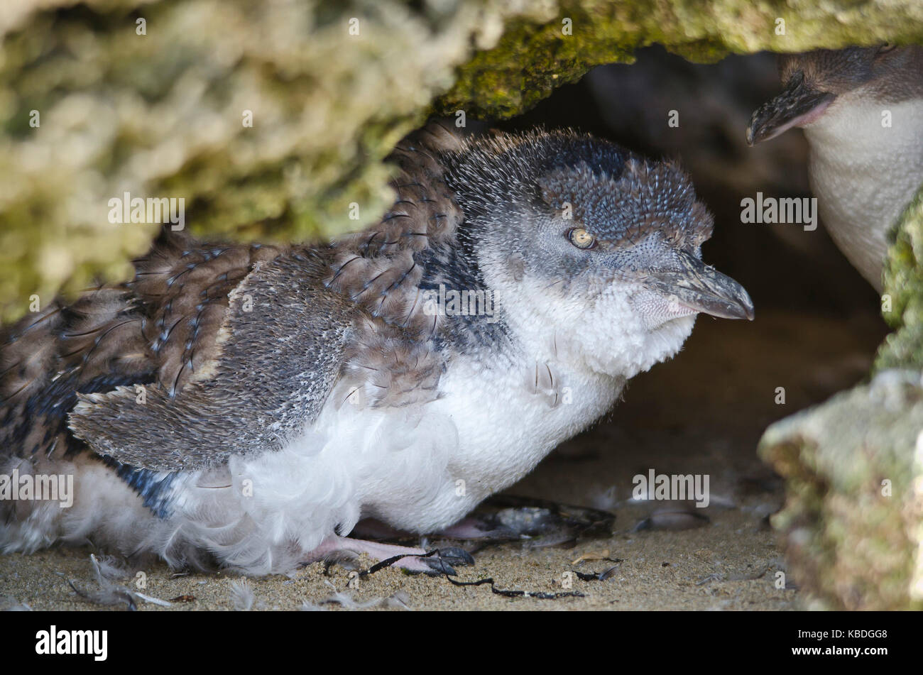 Little penguin (Eudyptula minor) moulting. In the moulting period ...