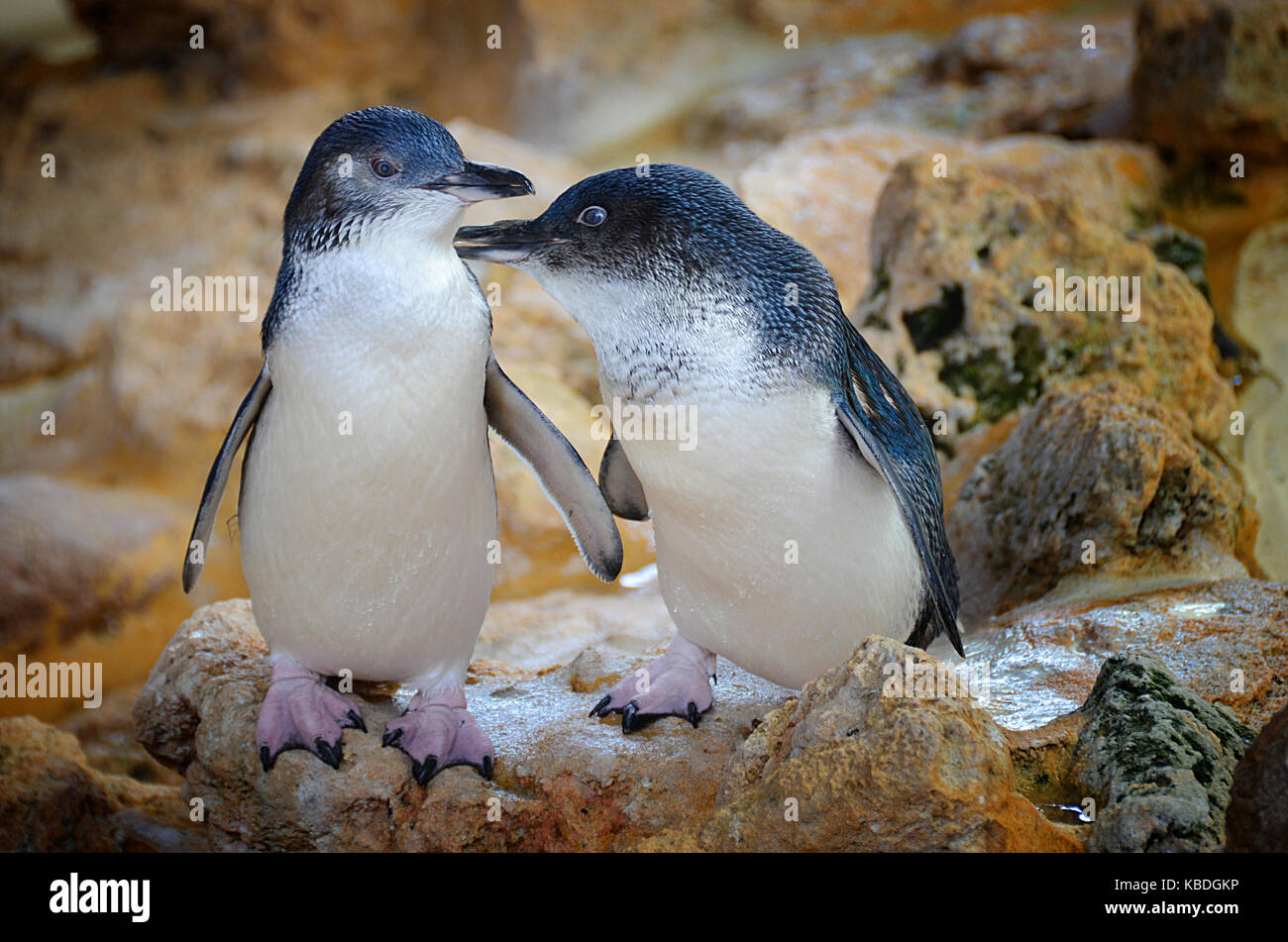 Little penguin (Eudyptula minor) pair on shore. Little penguins are ...