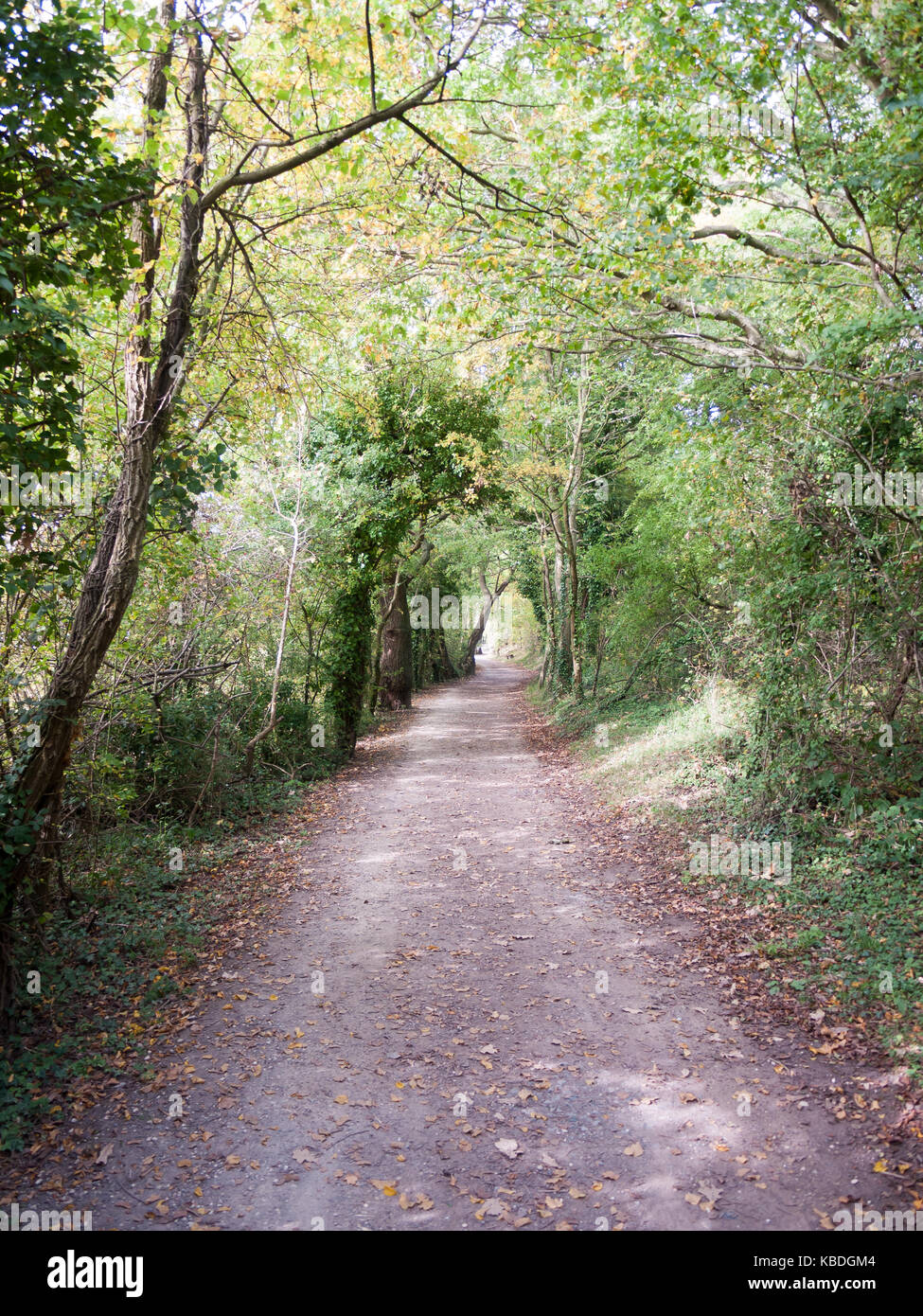 empty country path way walk way though forest; Essex; England; UK Stock ...