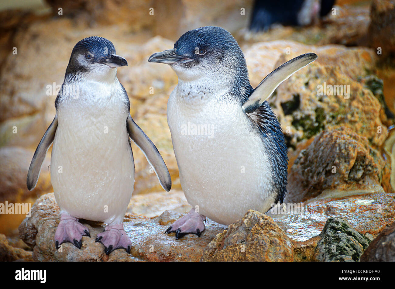 Little penguin (Eudyptula minor) pair on shore. Little penguins are ...