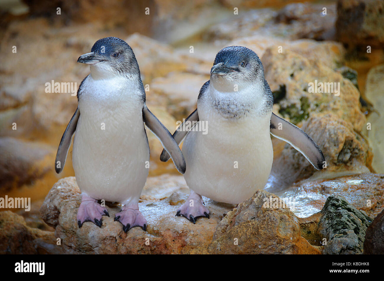 Sociable Animals High Resolution Stock Photography and Images - Alamy