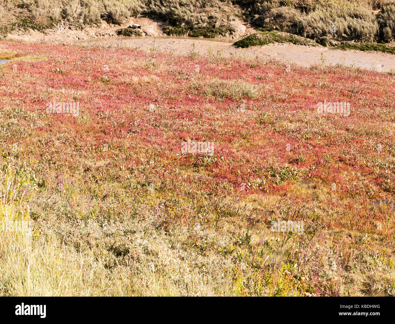 Heathery landscape hi-res stock photography and images - Alamy
