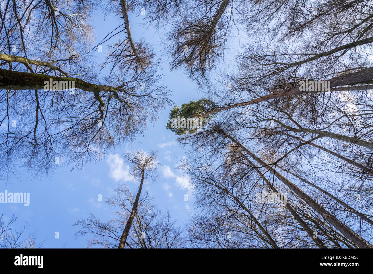 Tree forest view to various bare tree tops and to one green tree top at ...