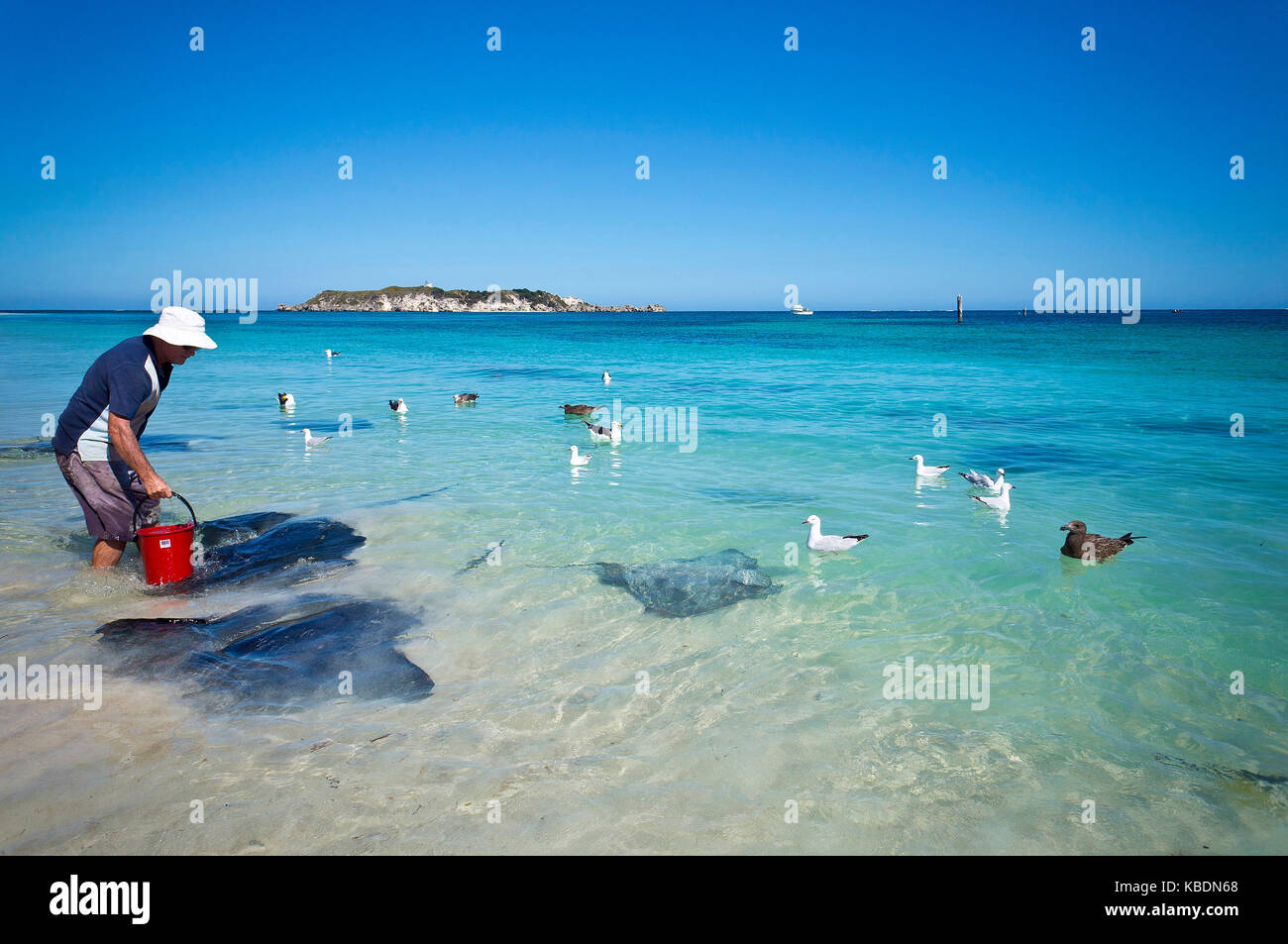 Stingrays hamelin bay hi-res stock photography and images - Alamy