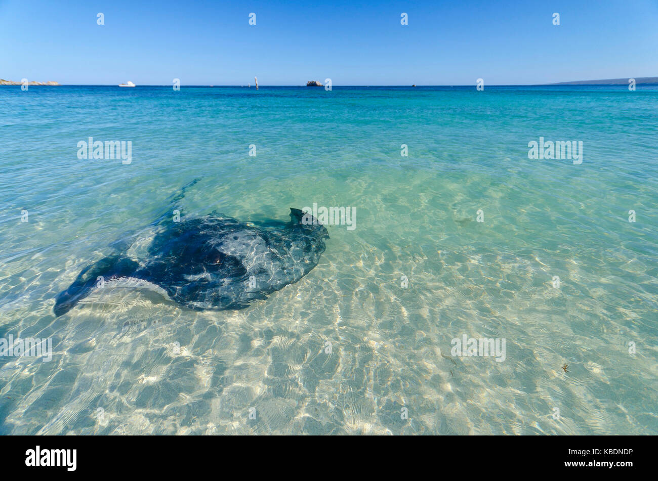 Hamelin Bay and a stingray (fam. Dasyatidae). A protection zone ensures ...