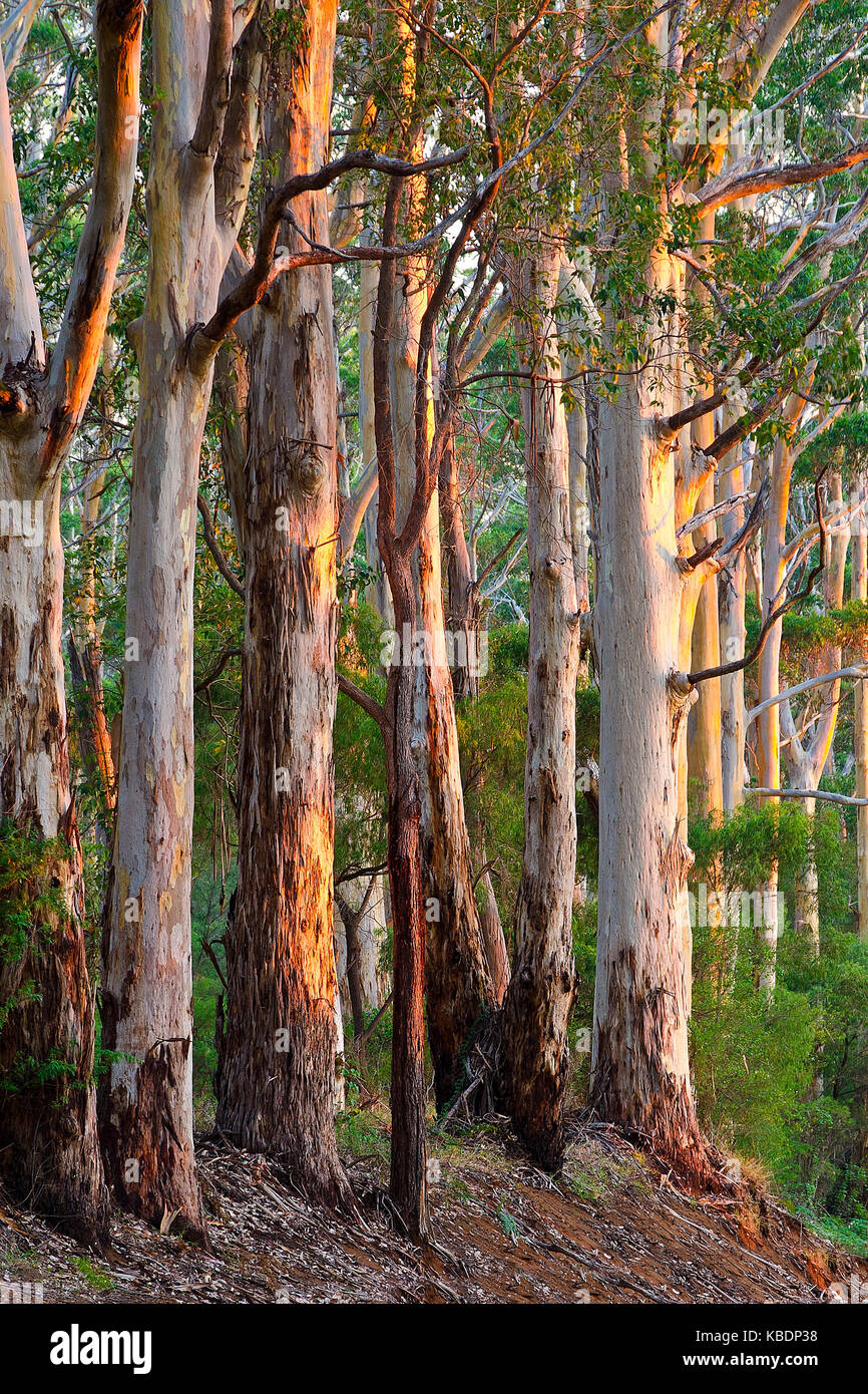 Karri Eucalyptus Diversicolor High Resolution Stock Photography and ...