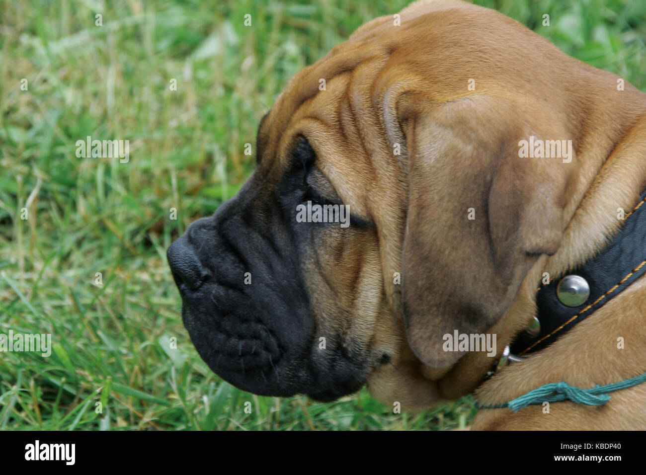Close up of bullmastiff puppy on a green grass Stock Photo - Alamy