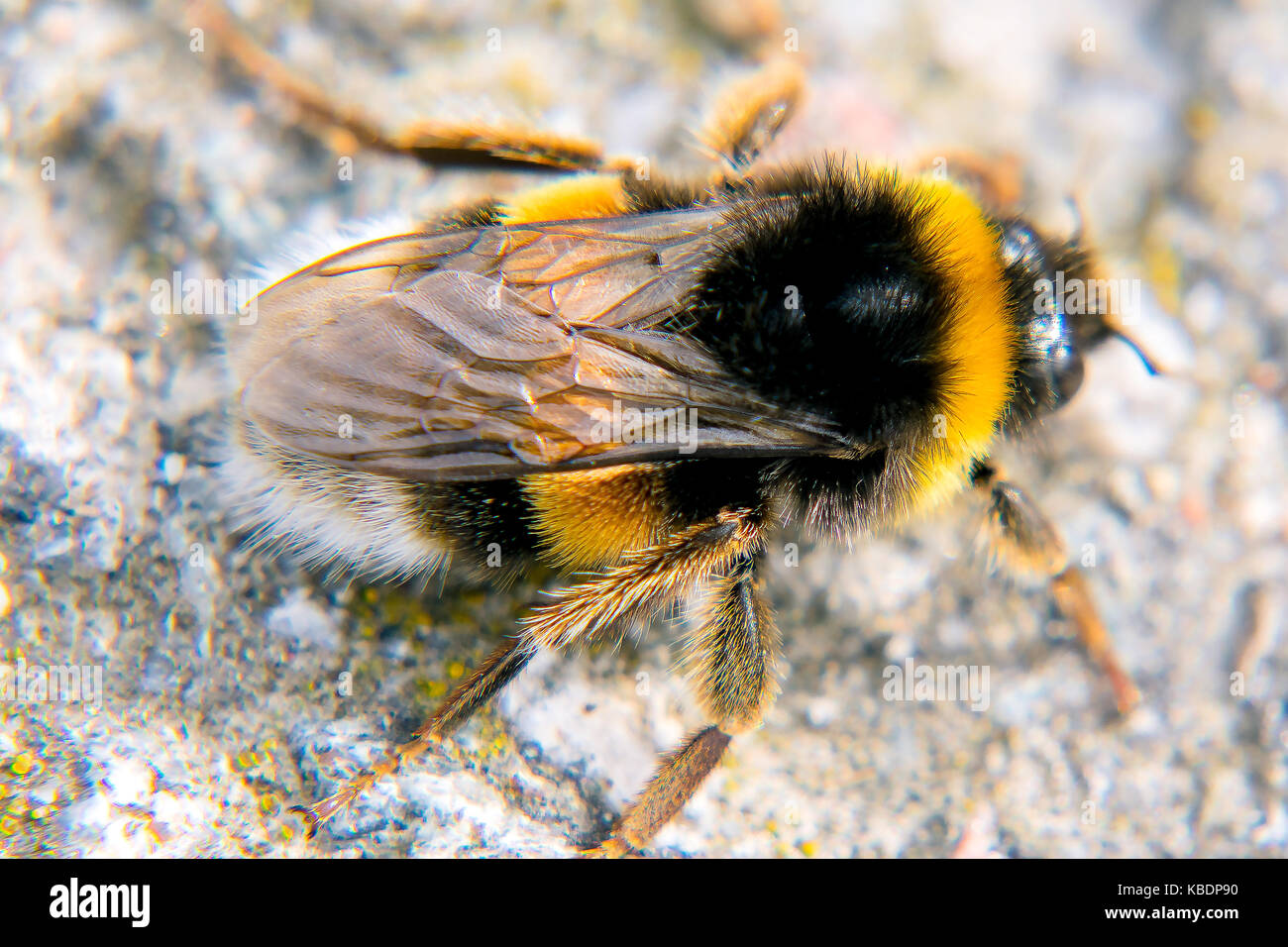 Bumblebee on the ground Stock Photo - Alamy