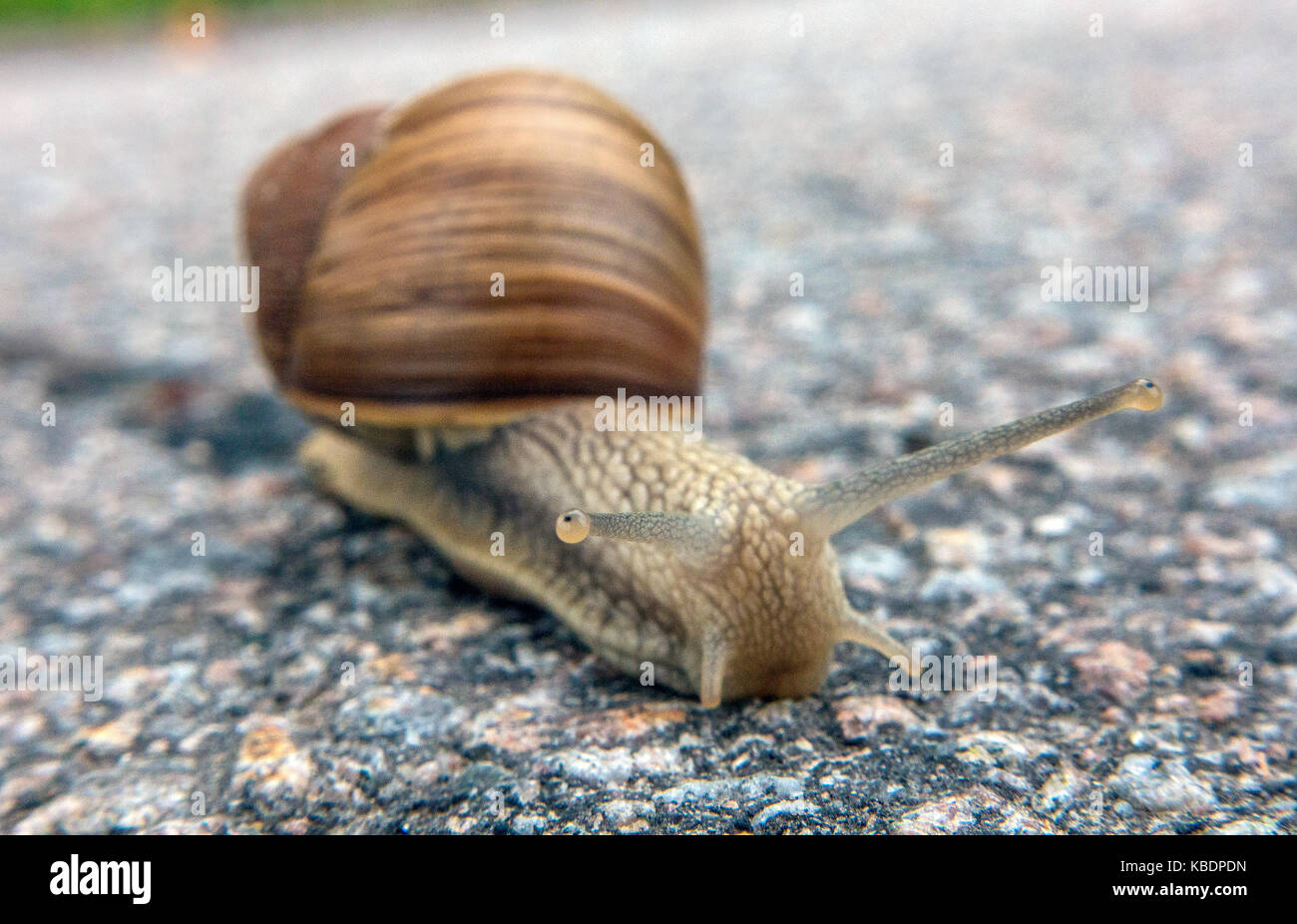 Burgundy snail crossing the road Stock Photo - Alamy