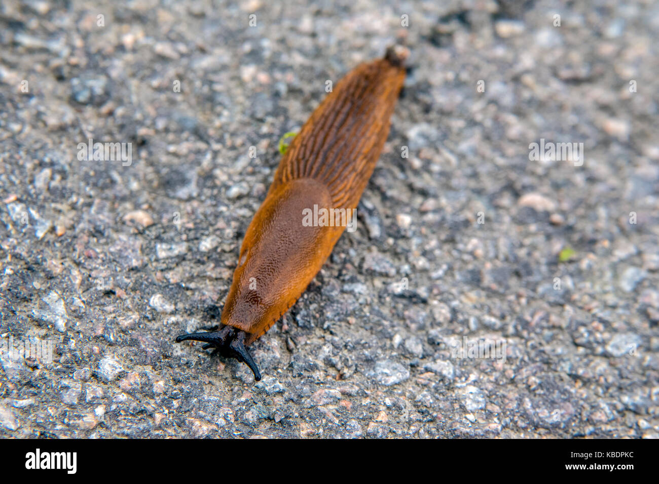 Spanish slug lusitanian slug eat hi-res stock photography and images ...